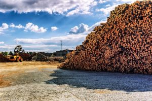 Harvesting Lumber and Preparing Logs For Your Log Cabin Home - Log ...